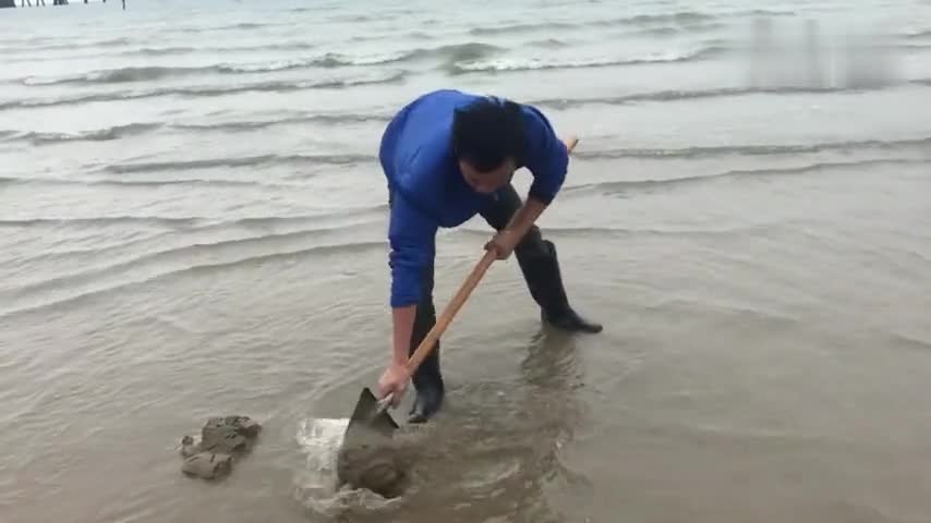 小伙赶海挖皮皮虾,他说值100块一斤,为何他的皮皮虾比较贵?