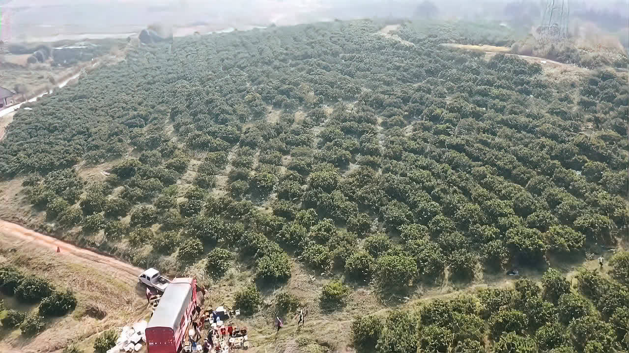 航拍怀化百亩脐橙基地,风景秀丽,视觉效果特别好