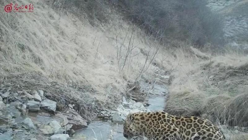 ...山野生动物好热闹】六盘山是黄土高原上重要的森林绿岛和水源涵养...