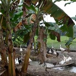 农人海哥讲农家 