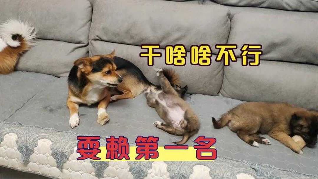 小奶狗和大狗吵架,奶凶奶凶的,大狗一发威小狗立马倒地耍赖