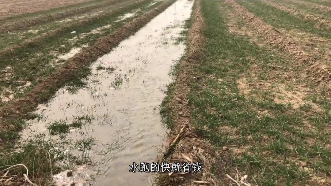 农村人东哥:浇过这次水,麦子就过来冬眠期开始生长了