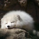 lazyfox27 