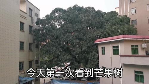 一颗芒果树,结的芒果以吨为单位称,能结这么多,为啥还这么贵呢,大家...
