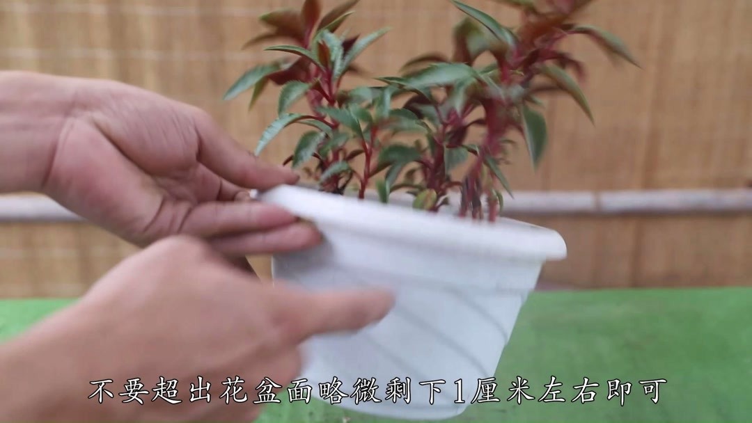 家养凤仙花,这“几点”要留心