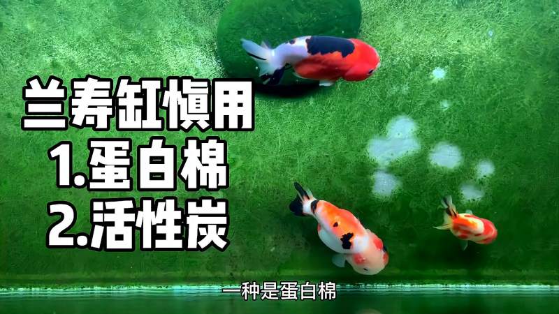 干货分享,兰寿缸过滤慎用蛋白棉和活性炭,不要作为常规滤材使用