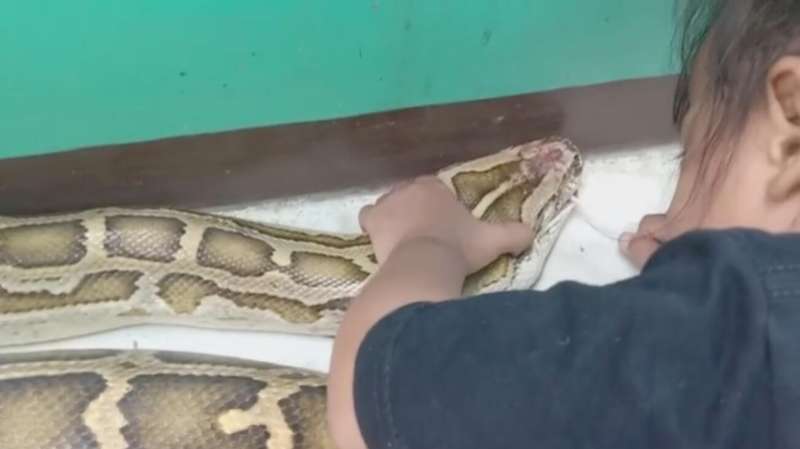 巨蟒得了口腔溃疡 印尼女童为上药 没想到竟如此配合