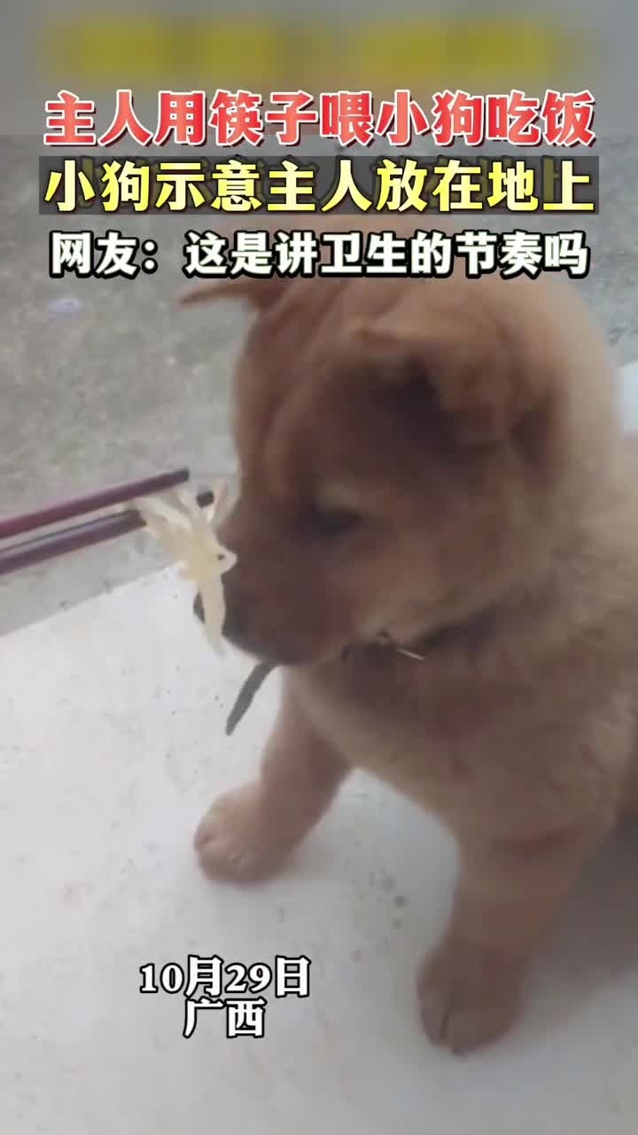 主人用筷子喂小狗吃饭