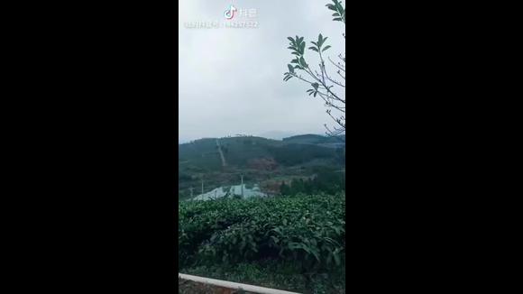宜章茶园考察