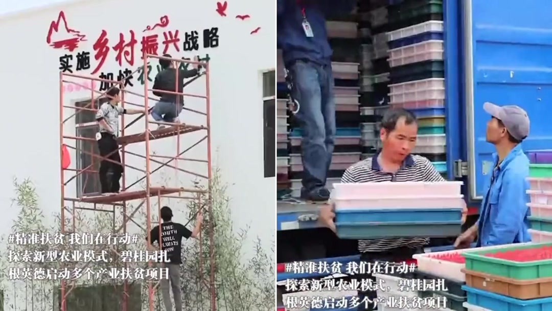 探索新型农业模式,碧桂园扎根英德启动多个产业扶贫项目。