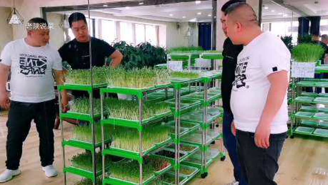 饭店老板再创业研究无土蔬菜栽培技术,两个月辛苦努力终于成功