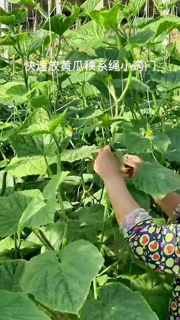 农业种植三农种植新农人计划2021