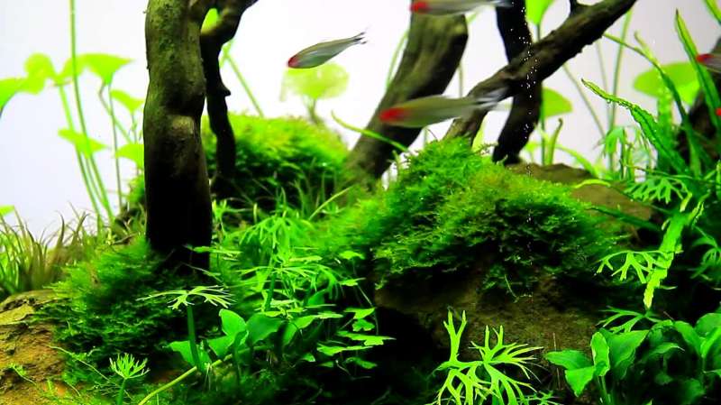 丛林般的鱼缸造景,真的太有意境了,设计师很厉害