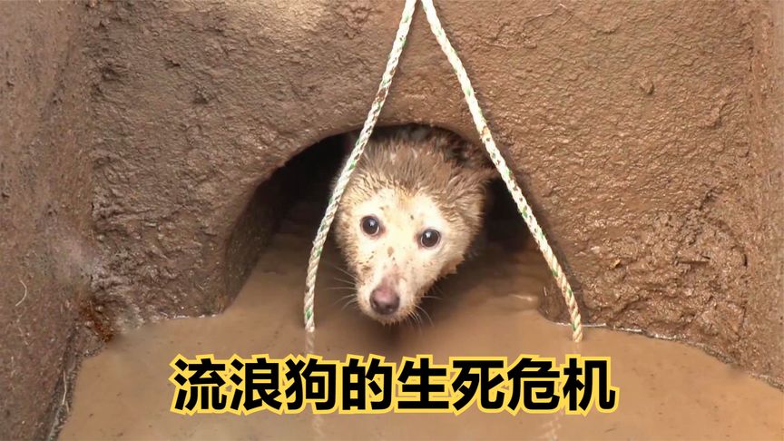 流浪狗被困狭小井道危在旦夕!救援人员想方设法帮其脱困,太给力