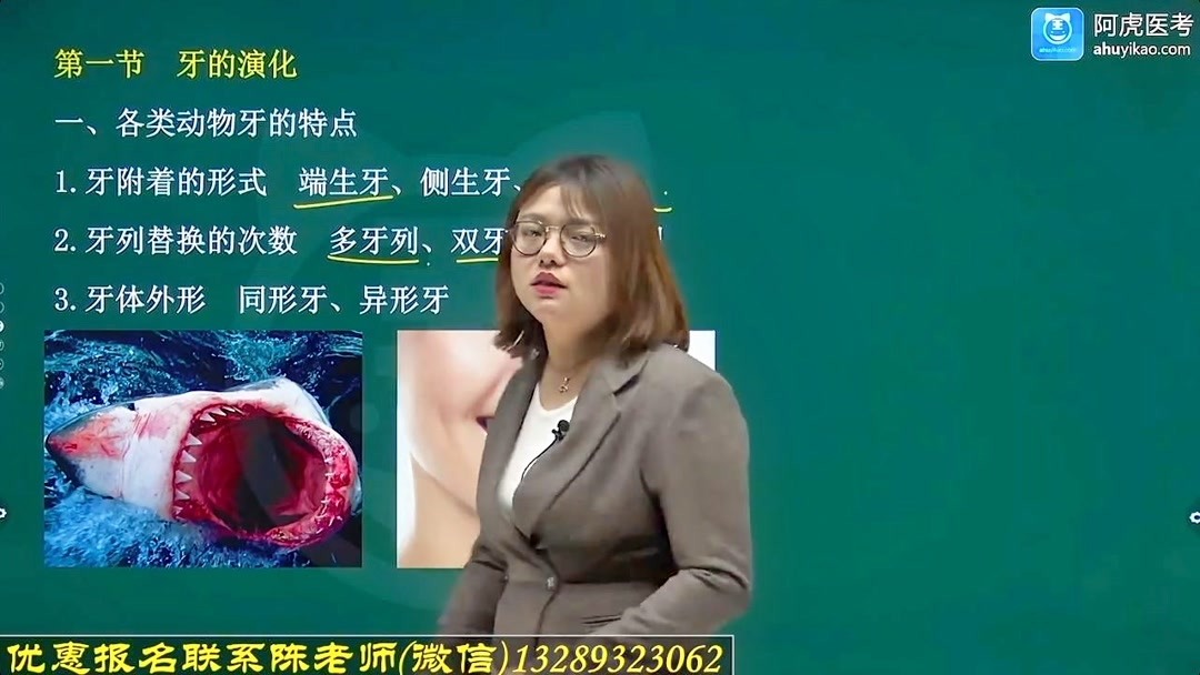 2020口腔解剖生理学-牙体解剖生理一