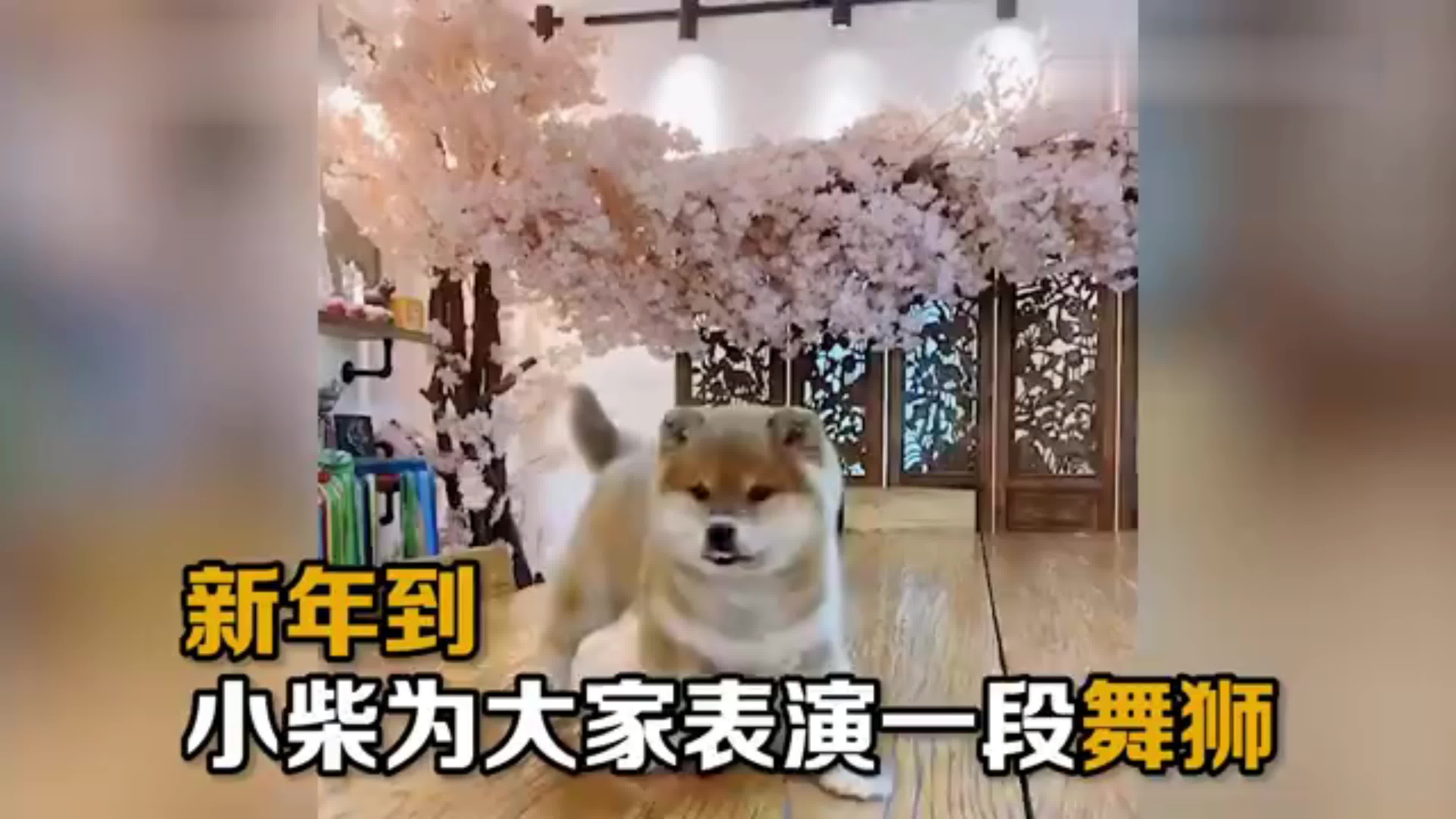 醒狮班安排!柴犬自创动作进行舞狮表演