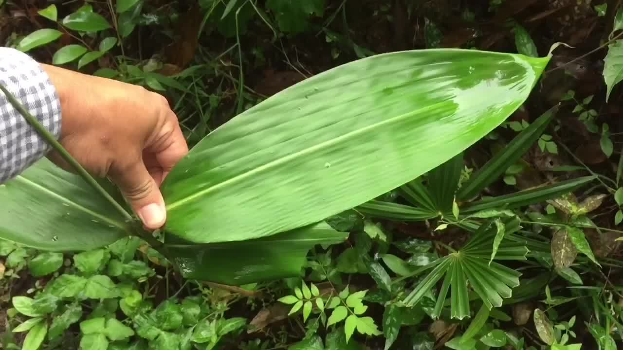 农村这种野生的植物,它的用途可不少,连叶子都可以做美食