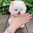 迷你世界三傻子 