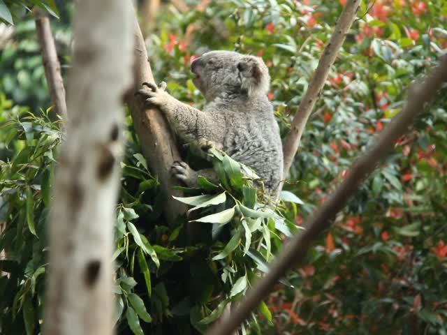 树袋熊考拉睡得迷迷糊糊,醒来吃东西都慢吞吞地