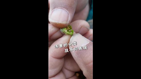 果树冻害的分类及不同表现