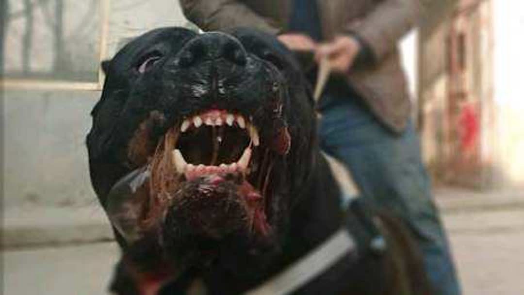 到底是哪条狗把小狗咬伤了?可怜的小狗一声哀嚎,脖子上满是血迹