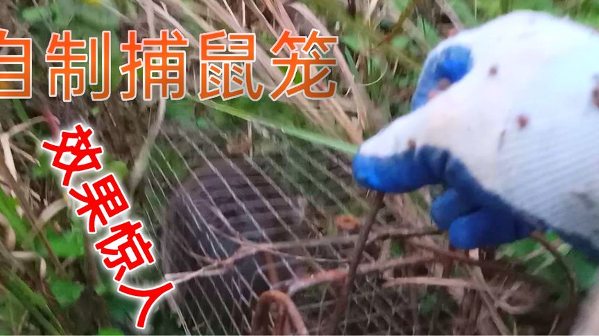 我自已做的捕鼠笼,有一个捉一个,效果非常好,来看看捉老鼠现场