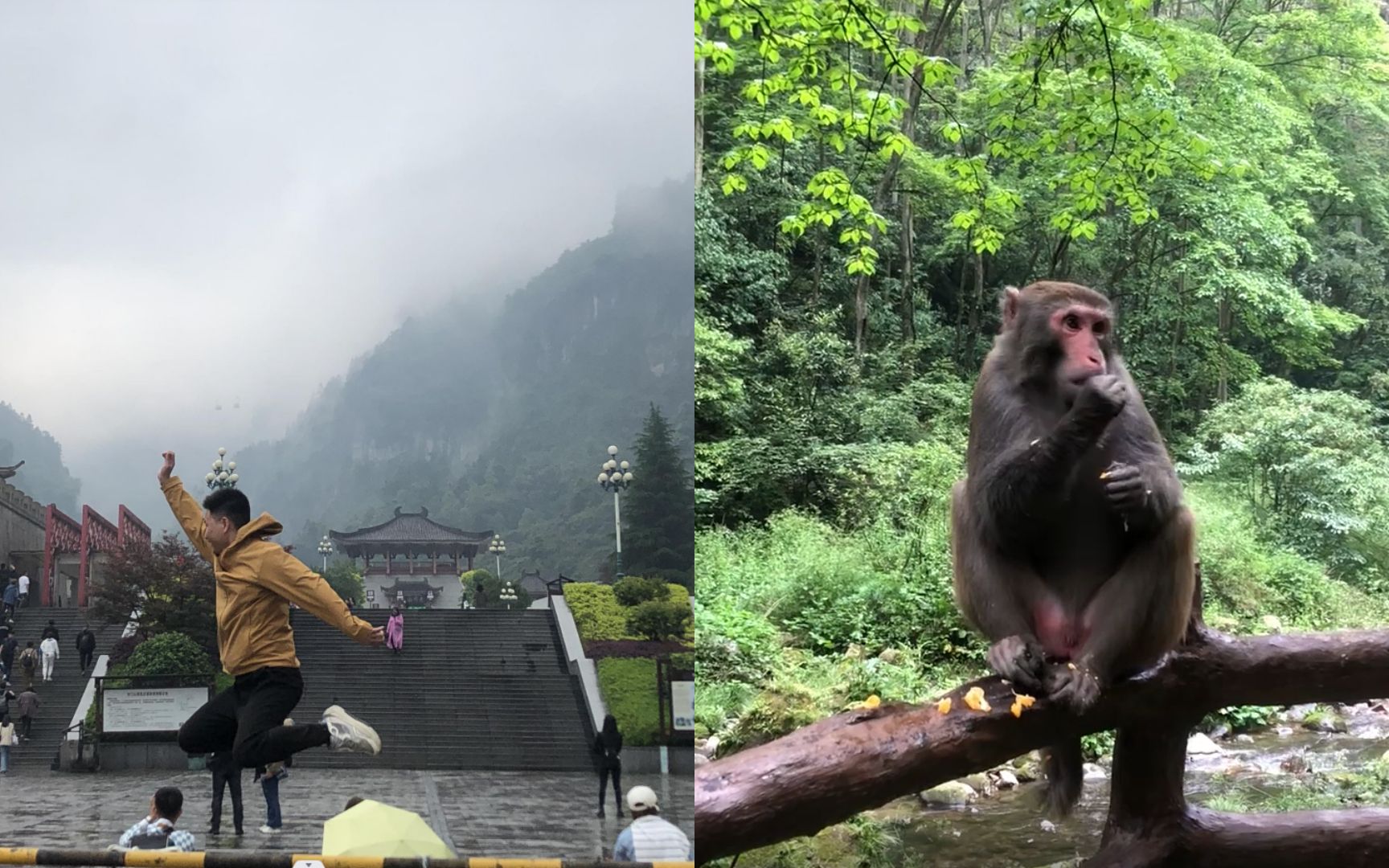 张家界旅游攻略 | 张家界国家森林徒步,我跟猴哥的距离不到一米