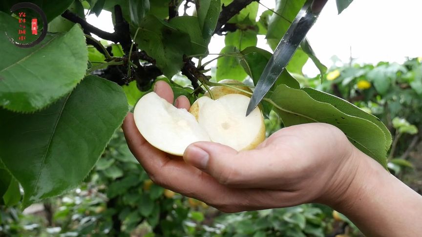 哥们每次回农村,果园不同水果都成熟了,这个梨子你怎么看