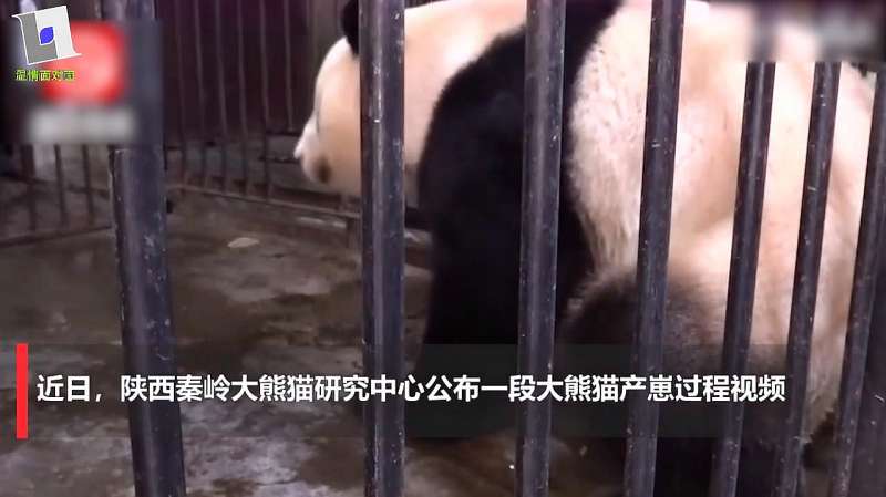 秦岭大熊猫宝宝诞生,产仔过程视频公布!