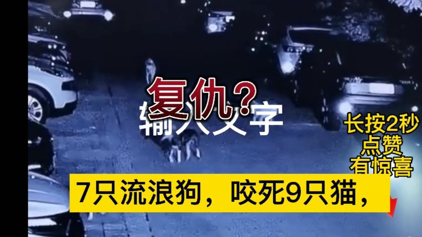 凌晨4点:7只流浪狗,偷袭咬死9只猫,看看究竟是怎样动物恩怨