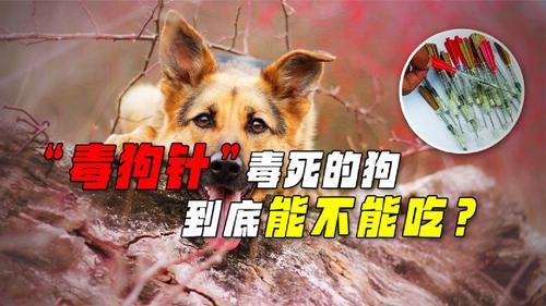偷狗贼有多猖獗?光天化日下用“毒狗针”,它究竟有多毒?