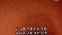 10-2-3毛细血管