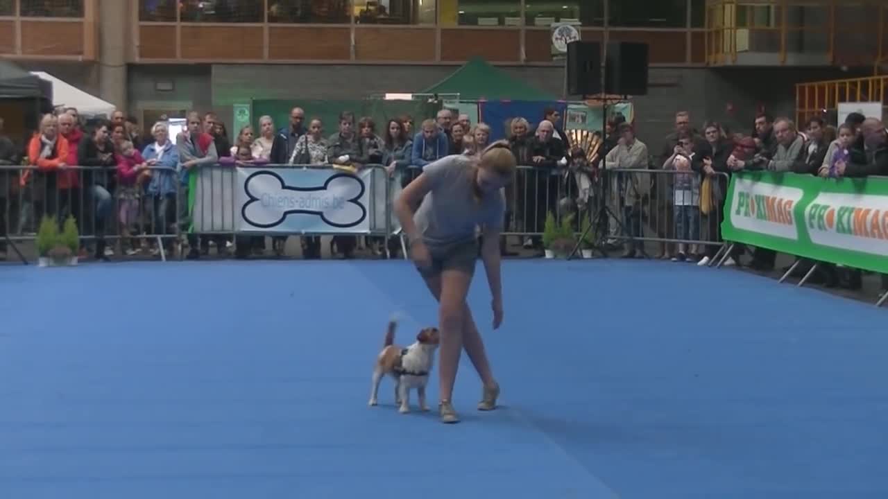 狗狗杂技表演,这动作绝对高难度,手都捏了把汗