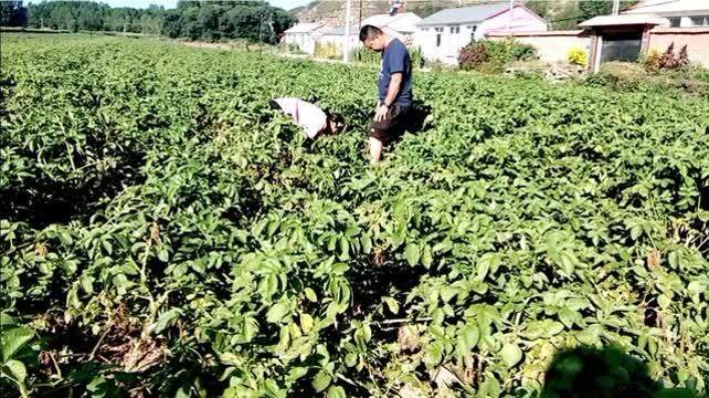收土豆的客户昨天晚上没有谈好土豆价钱,今天又来看我土豆了