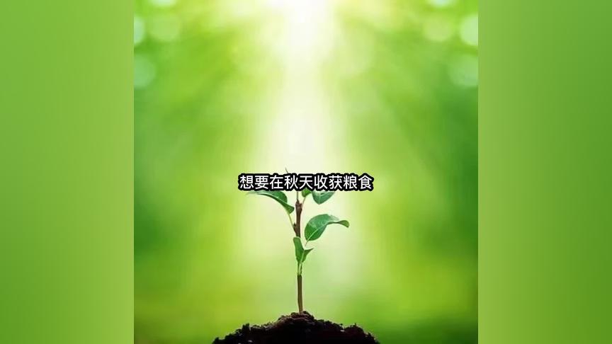 想要在秋天收获粮食就要在春天好好播种有付出劳动才会有收获学…