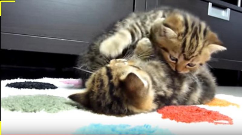 把流浪小猫带回家,小猫咪很是高兴它们有家了