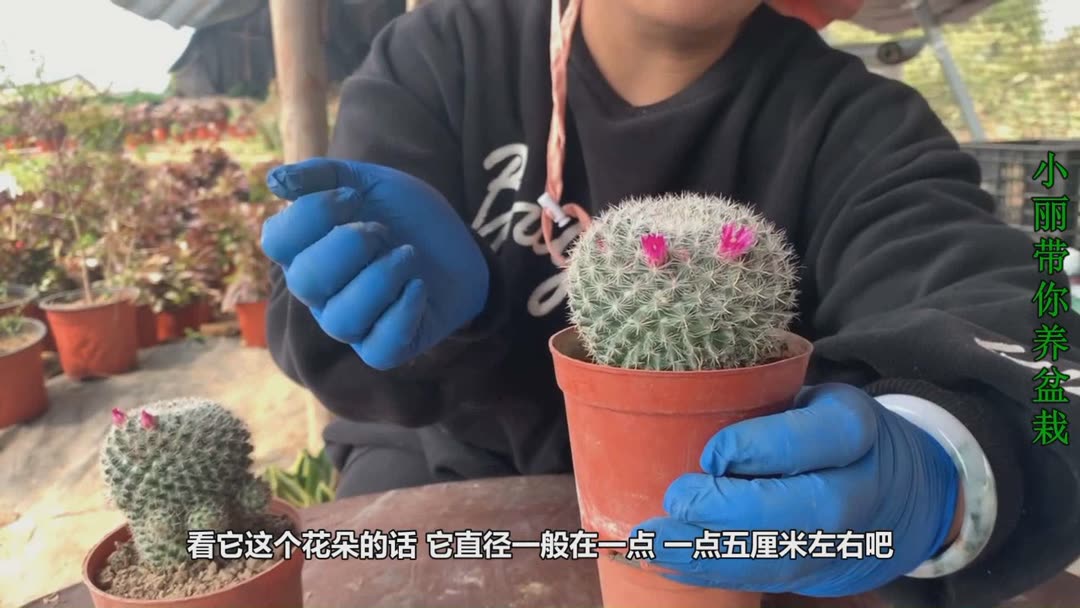 仙人球玉翁的四季的日常养护以及扦插必要注意事项!