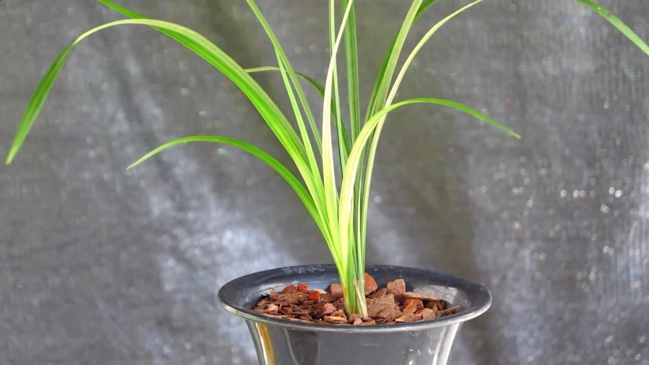 用松树皮栽种兰花,需要发酵腐熟吗?...