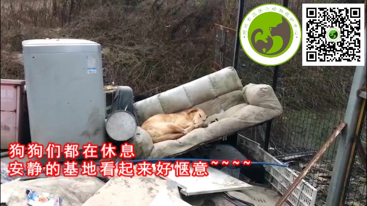 爱心狗粮圣诞前送至,暖心暖毛孩子暖基地