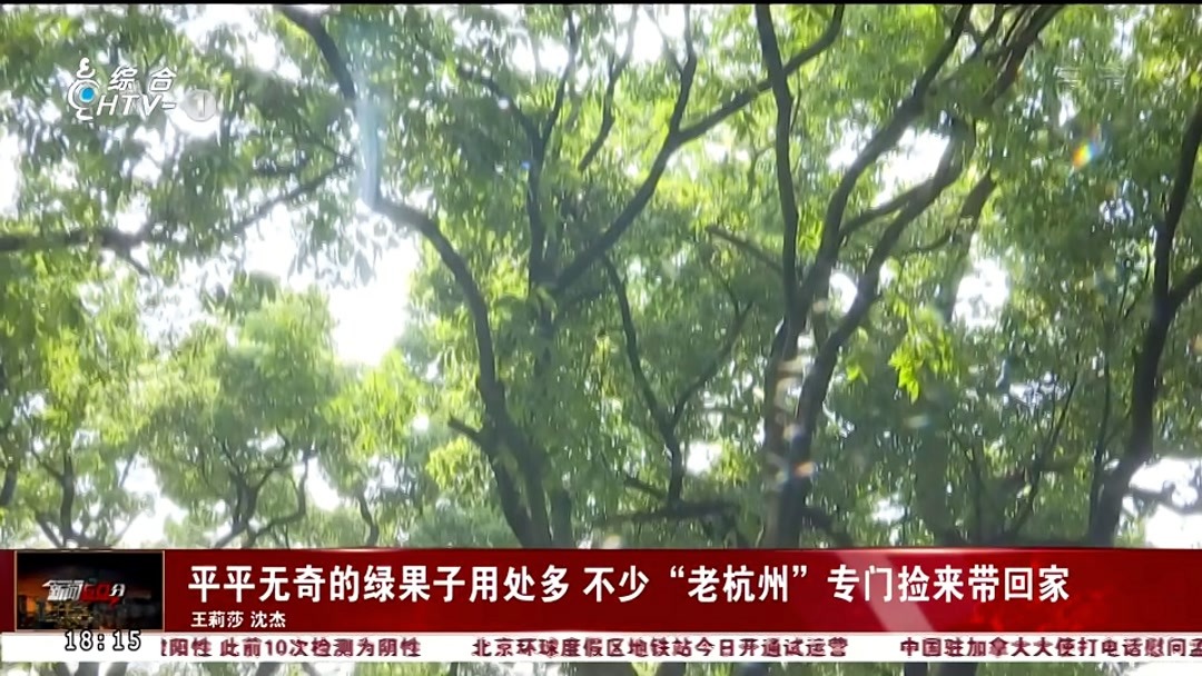 平平无奇的绿果子用处多 不少“老杭州”专门捡来带回家