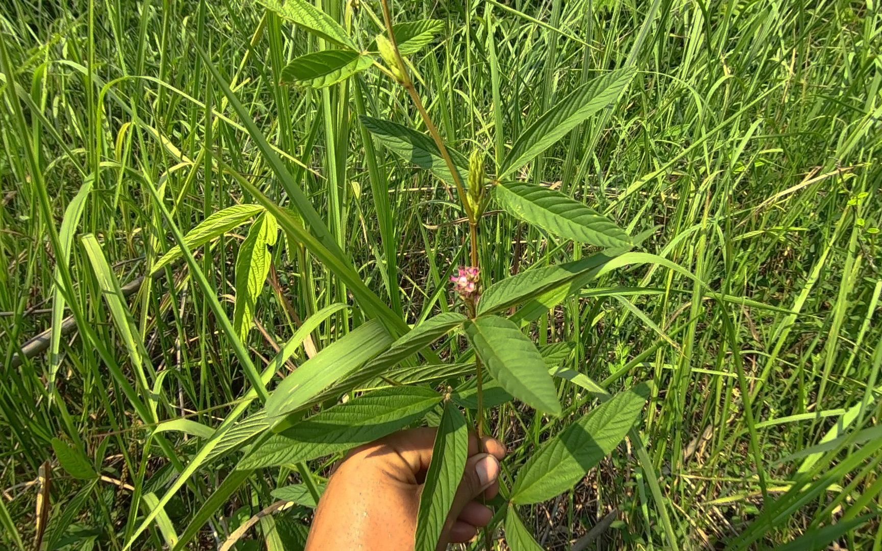 这种野生药材,价值几十元一斤,有些人喜欢用它泡酒,认识它吗?