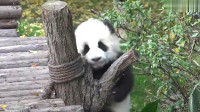 熊猫:国宝大熊猫到底是熊科,还是猫科呢