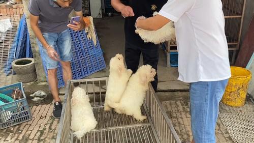 又是忙碌的一天,我抽空简单介绍一下狗狗