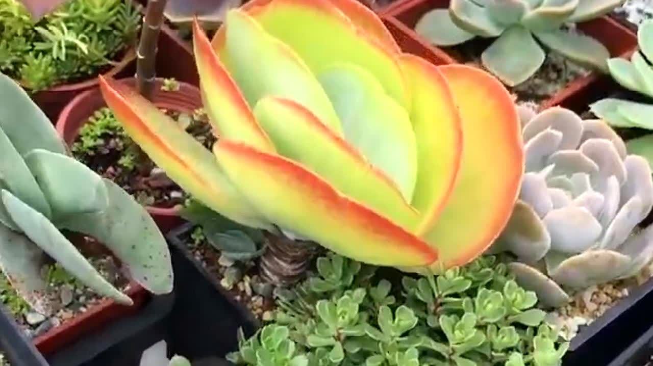 辨别多肉植物根系是否健康,简单一抓,轻松判断,结果笑出猪叫声!