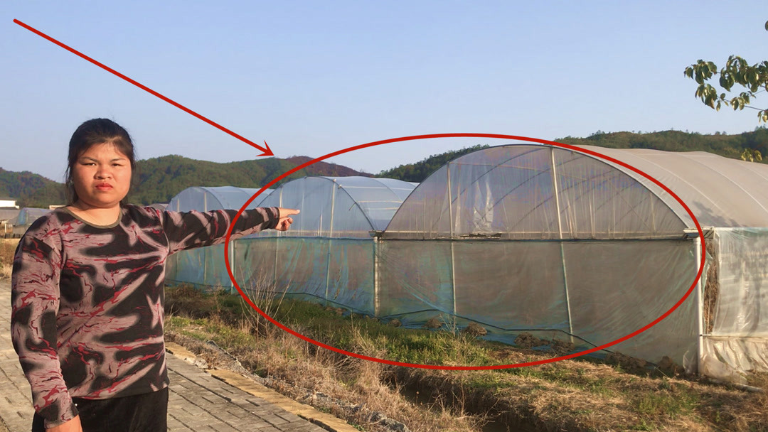 村民眼里的“傻大爷”,利用高智商种植模式,年收入高达50万