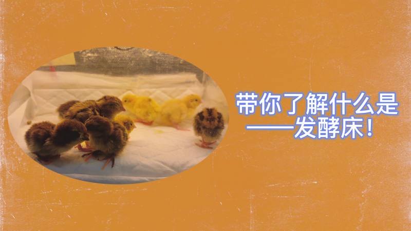 如此简单的芦丁鸡发酵床,还需要去购买吗?自己动手乐趣多多