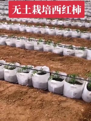 无土栽培西红柿#无土栽培 #番茄种植 #西红柿种植.