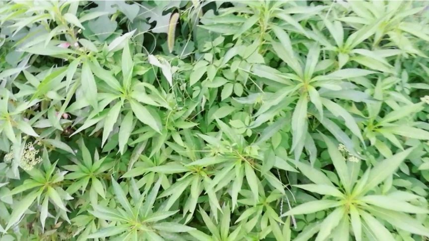 大家猜猜这是什么花?它都有啥药用价值?