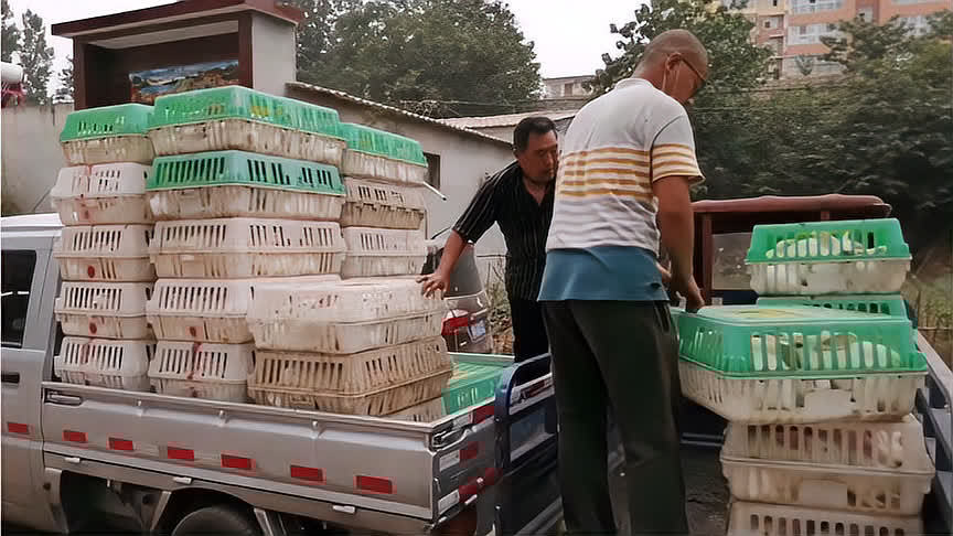 兔价不涨又降了标准还提高了,农村小妮还是卖了一车养殖不易呀!