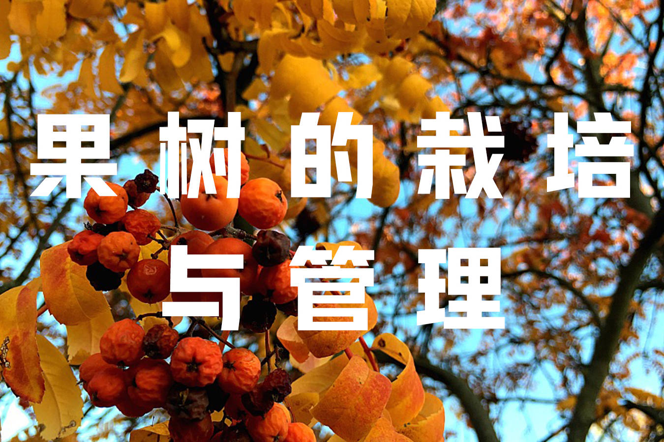 2果树的栽后管理技术